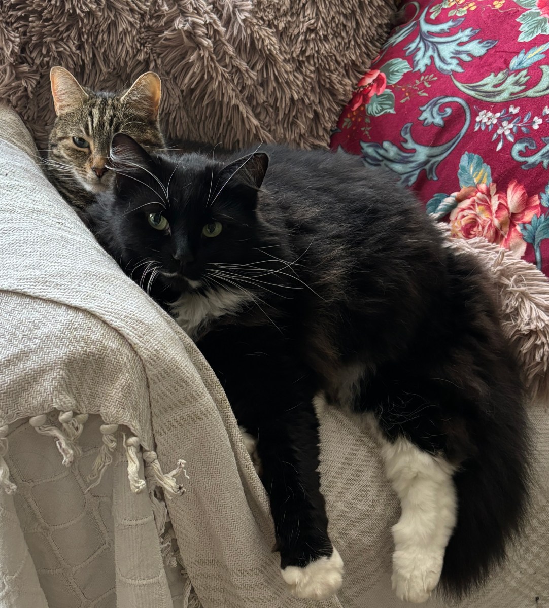 Un-CAT-egorised – Conboyhill Arts – art from stART to finish